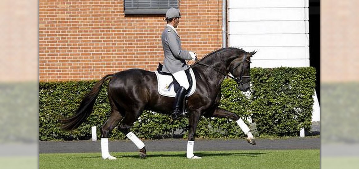 Warmblood Stallions of North America