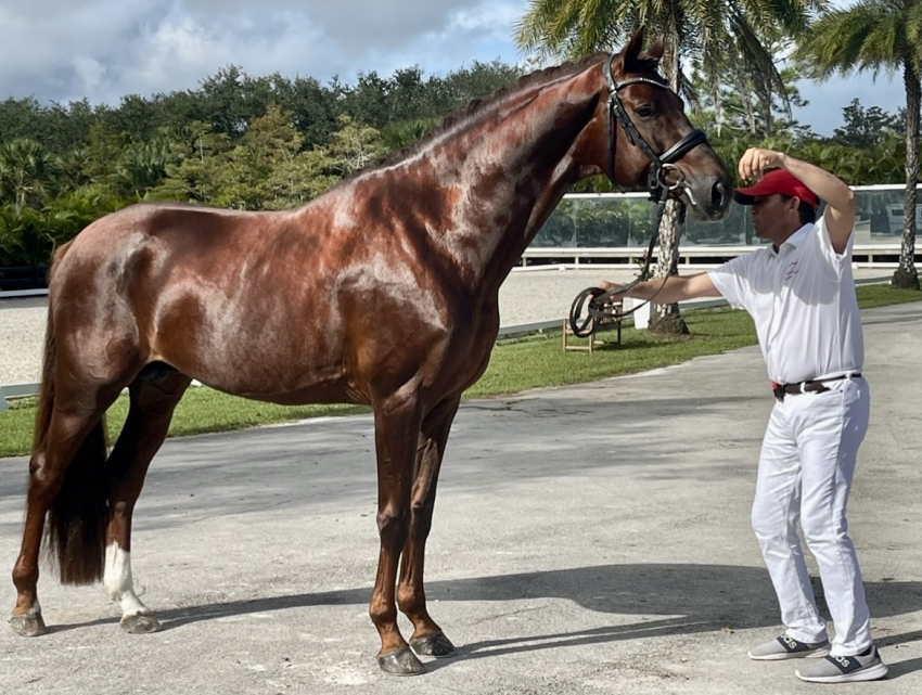Surry Hill's Victor